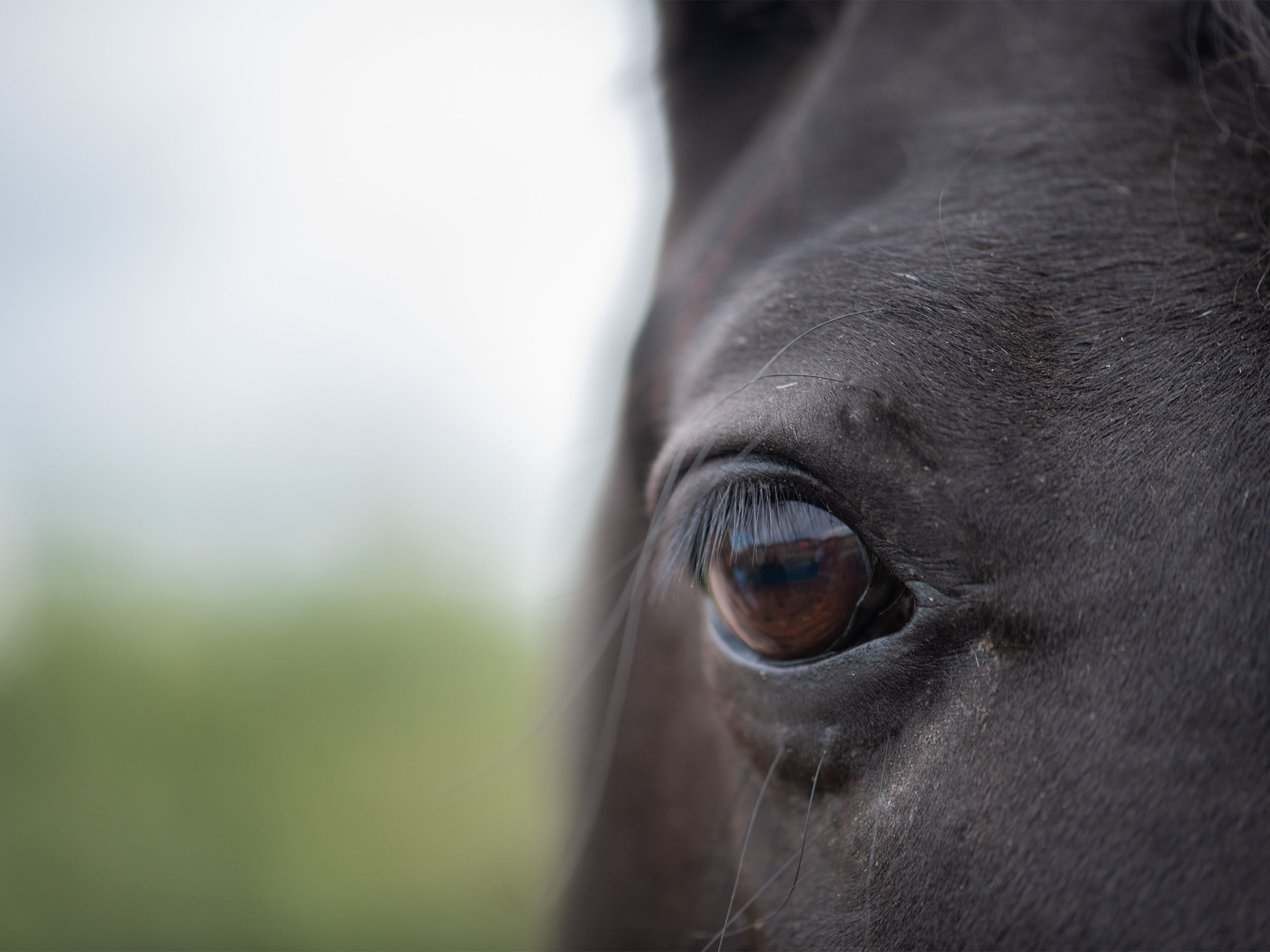Vétérinaires 38.5 à Epinal et Remiremont dans les Vosges